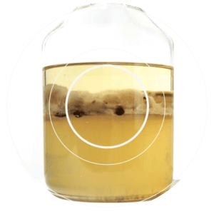 What is Microbial fuel contamination? | Conidia Bioscience